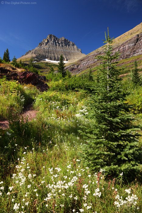 Alpine Meadow, Glacier National Park