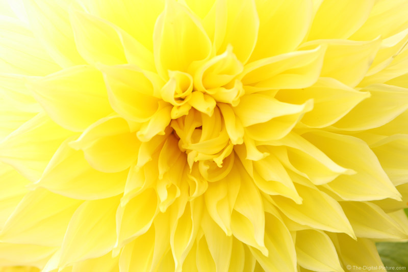 Yellow Flower Close-Up