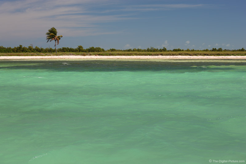 Boca Grande Key, Florida Palm Tree