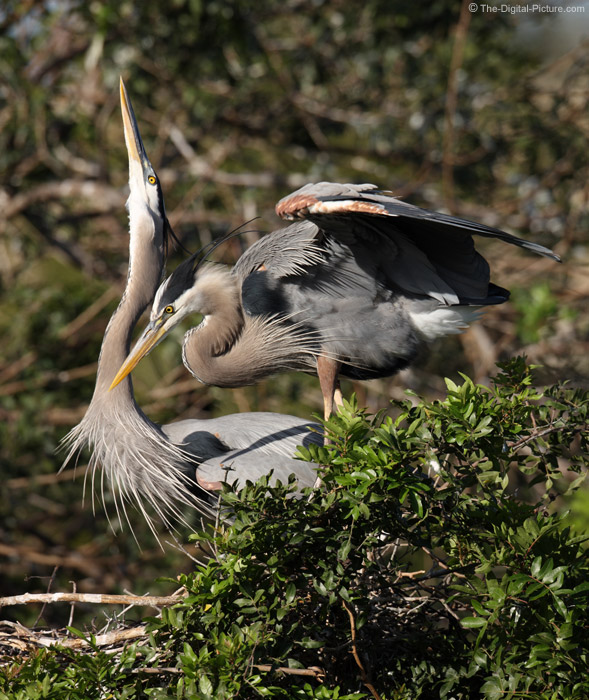 Courting Blue Heron Pair
