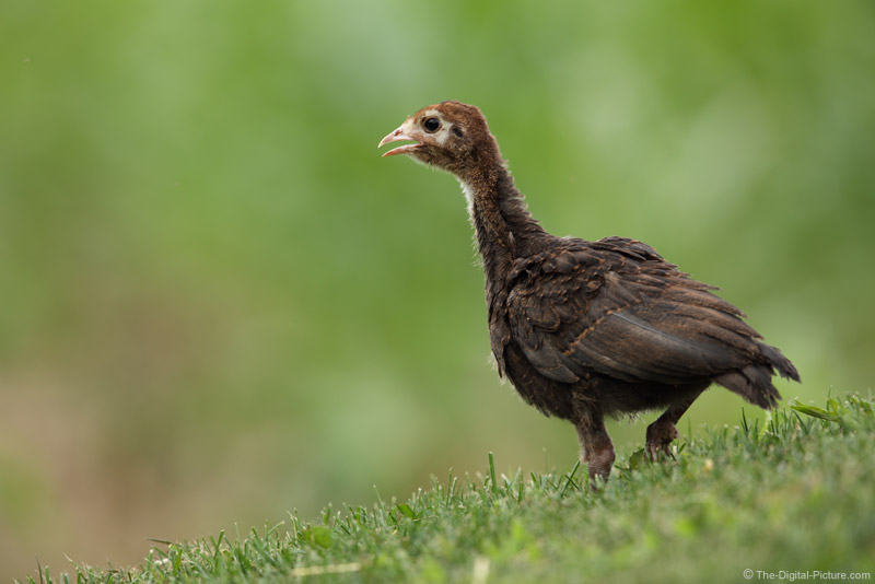 What Is A Baby Turkey Look Like at Tayla Burdett blog