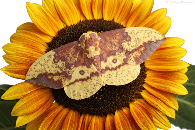 Imperial Moth