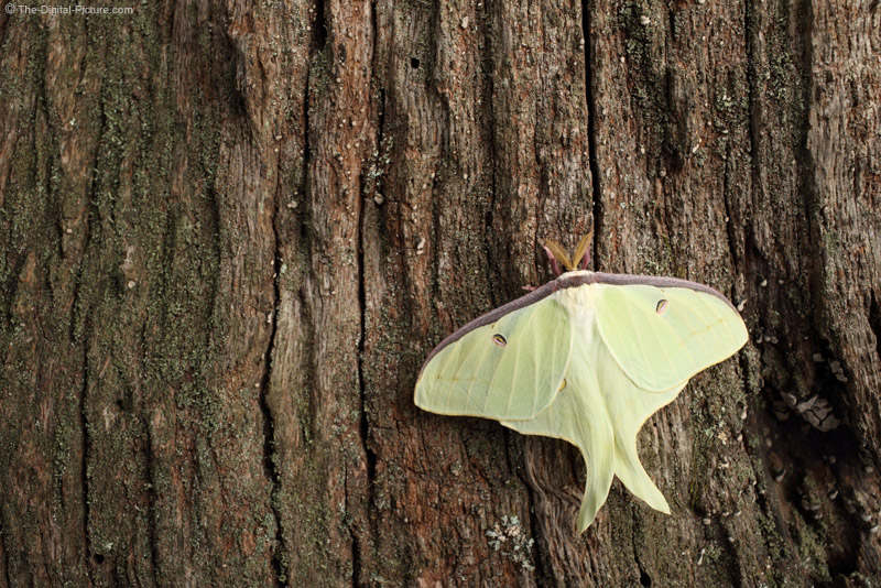 Luna Moth on Tree Trunk
