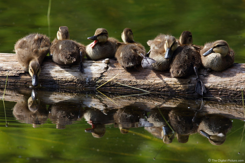 7 Cute Ducklings on a Log