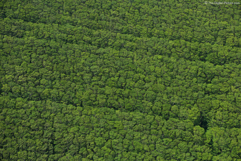 Grove of Trees - Aerial View