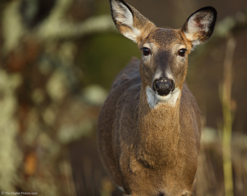 White-tailed Doe in SNP