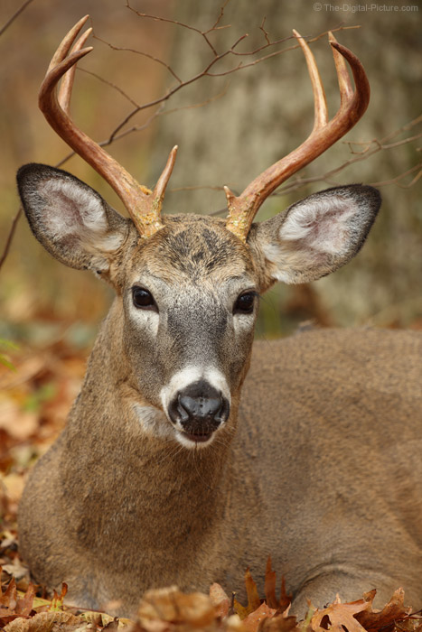 Bedded White-tailed Buck