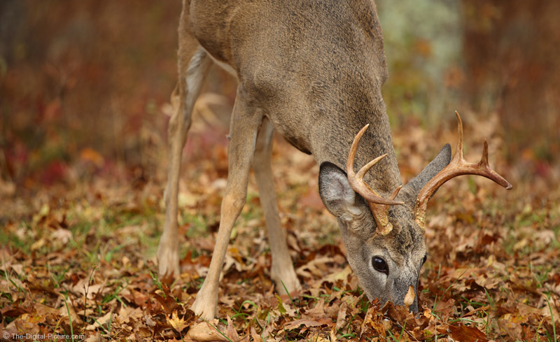 Feeding White-tailed Buck