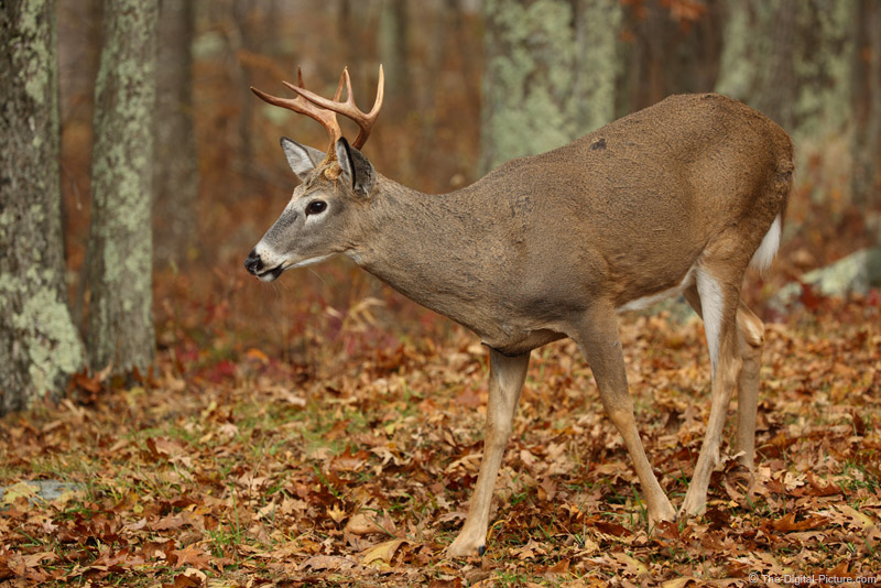 Blue Ridge Mountains Buck