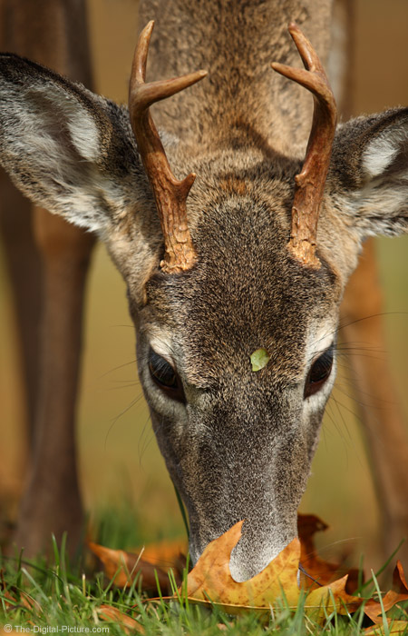 Small White-tailed Buck Feeding