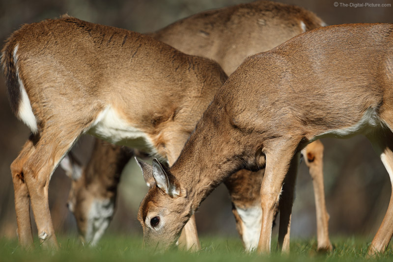 Layers of Feeding White-tailed Deer
