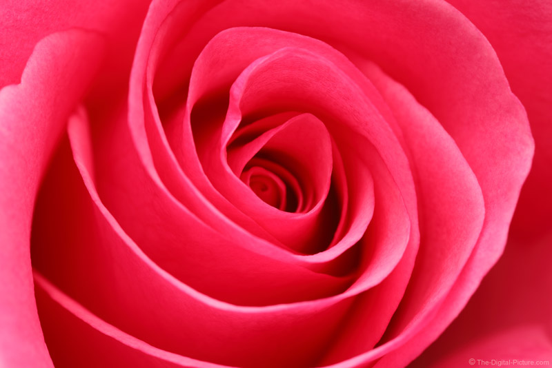 Rogue FlashBender Illuminates the Beauty of a Pink Rose