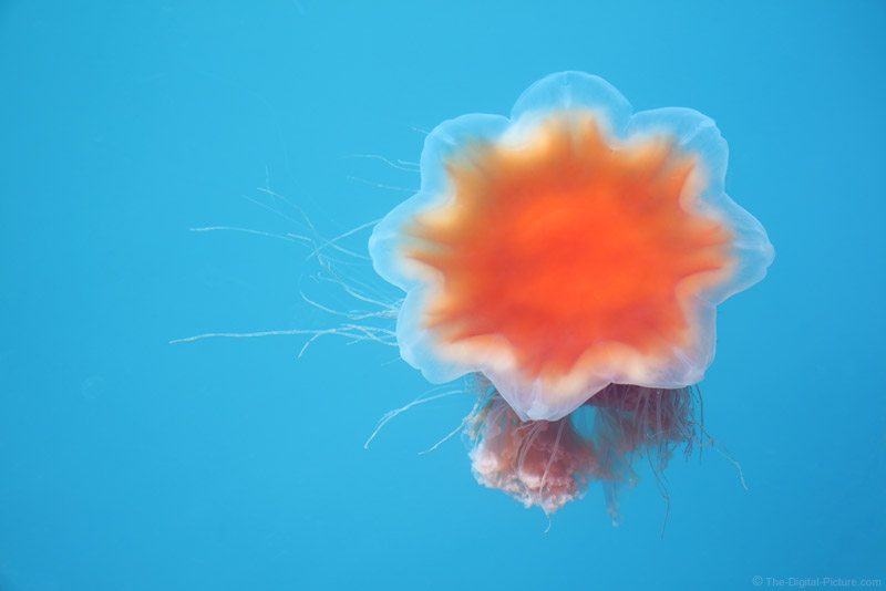Lion's Mane Jellyfish, Seward, AK