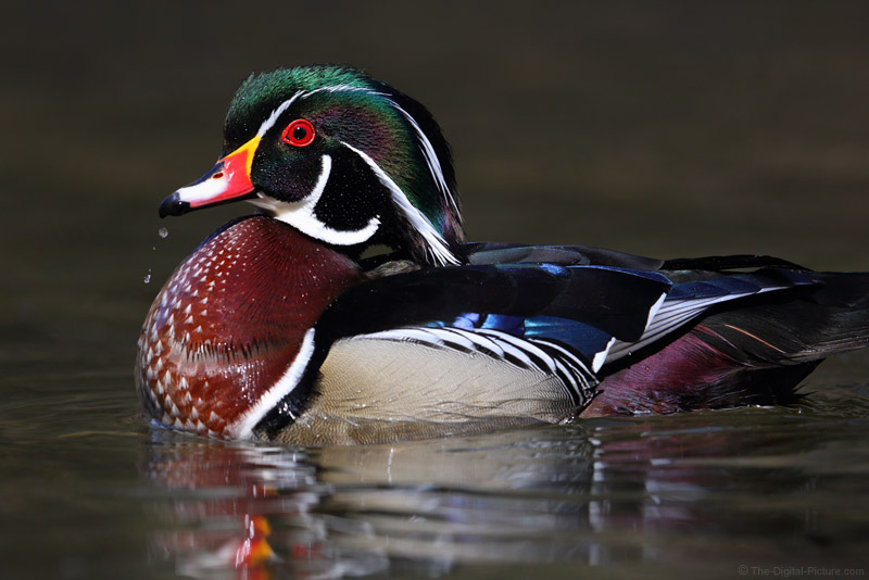 Drake Wood Duck Flying