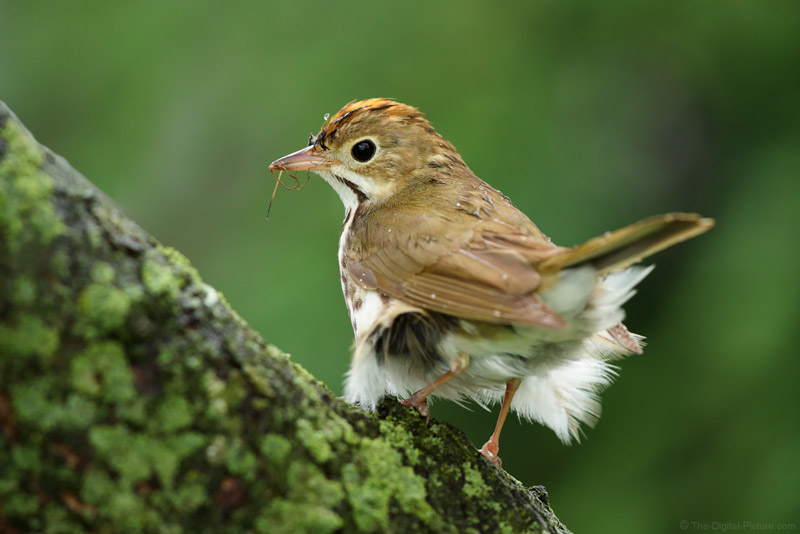 Ovenbird with Ruffled Feathers
