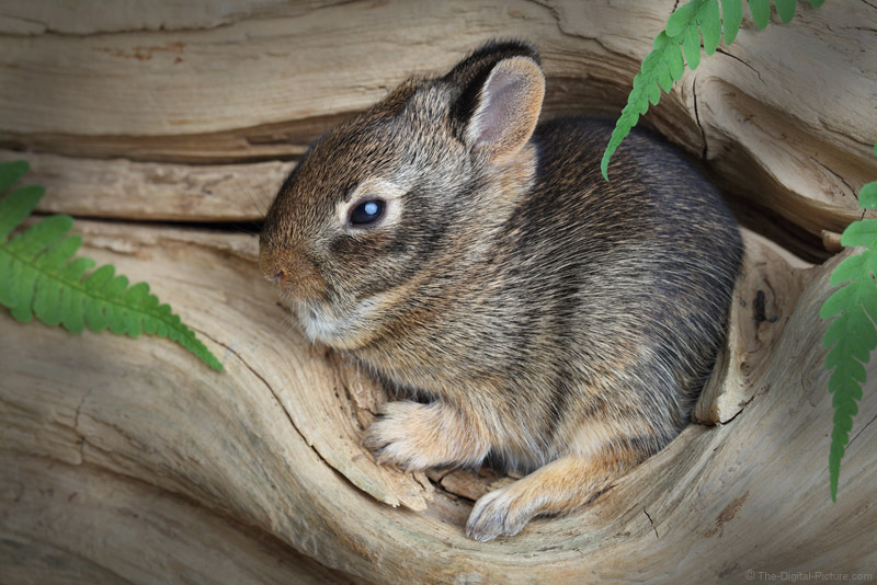 Baby Cottontail Rabbit in a Log