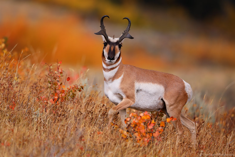 Grand Teton National Park Pronghorn Buck