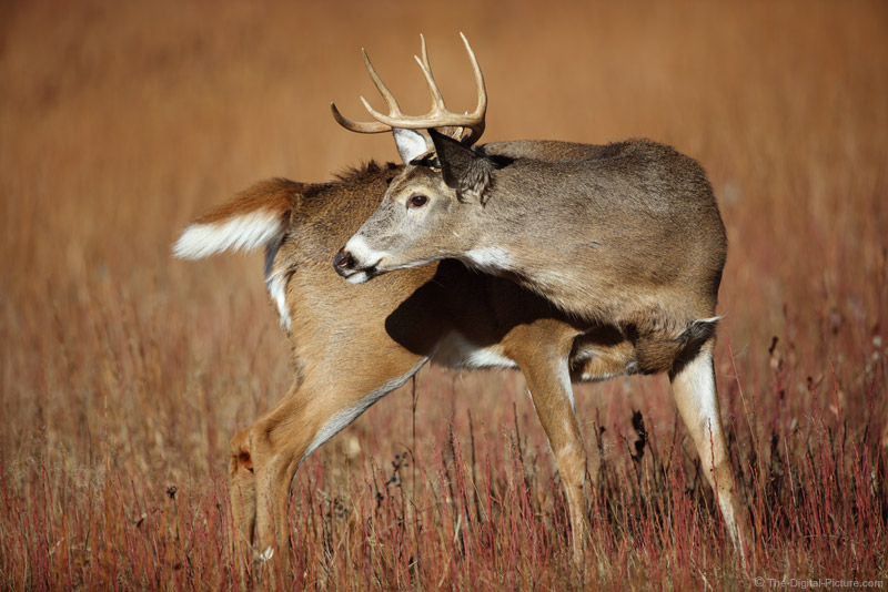 Buck Looking Back, Big Meadows, Shenandoah National Park