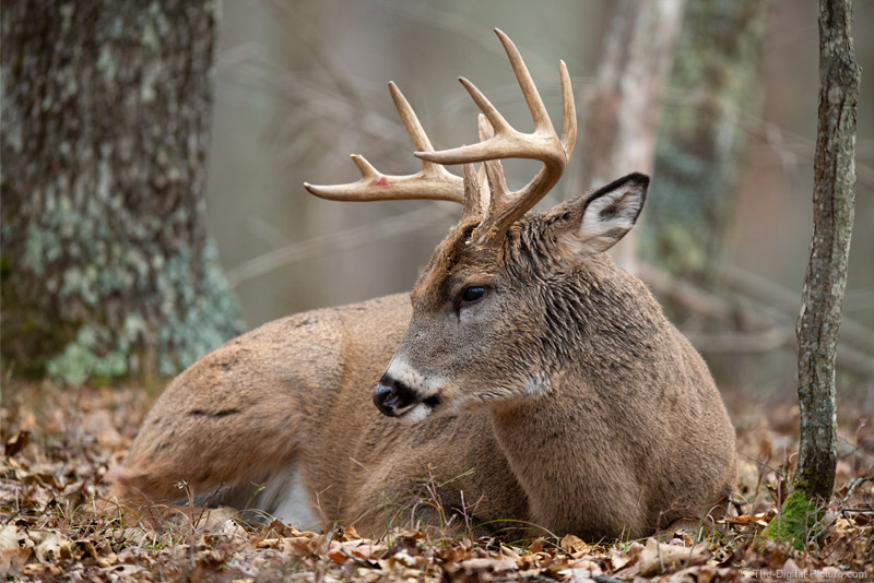 Bedded Whitetail Buck Looking Cute, Shenandoah National Park