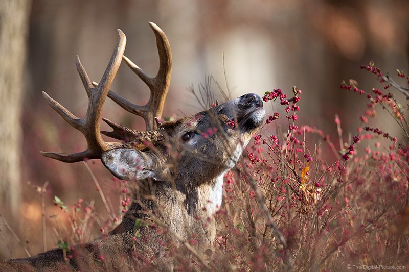 Big Whitetail Buck Feeding on Red Berries in Shenandoah National Park