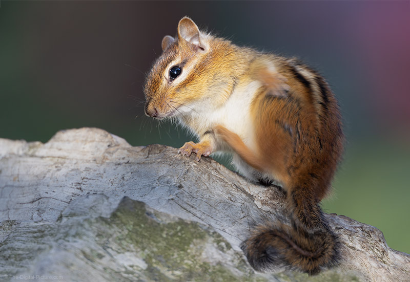 The Canon RF 1200mm F8 L IS USM Lens Takes on a Front Yard Chipmunk